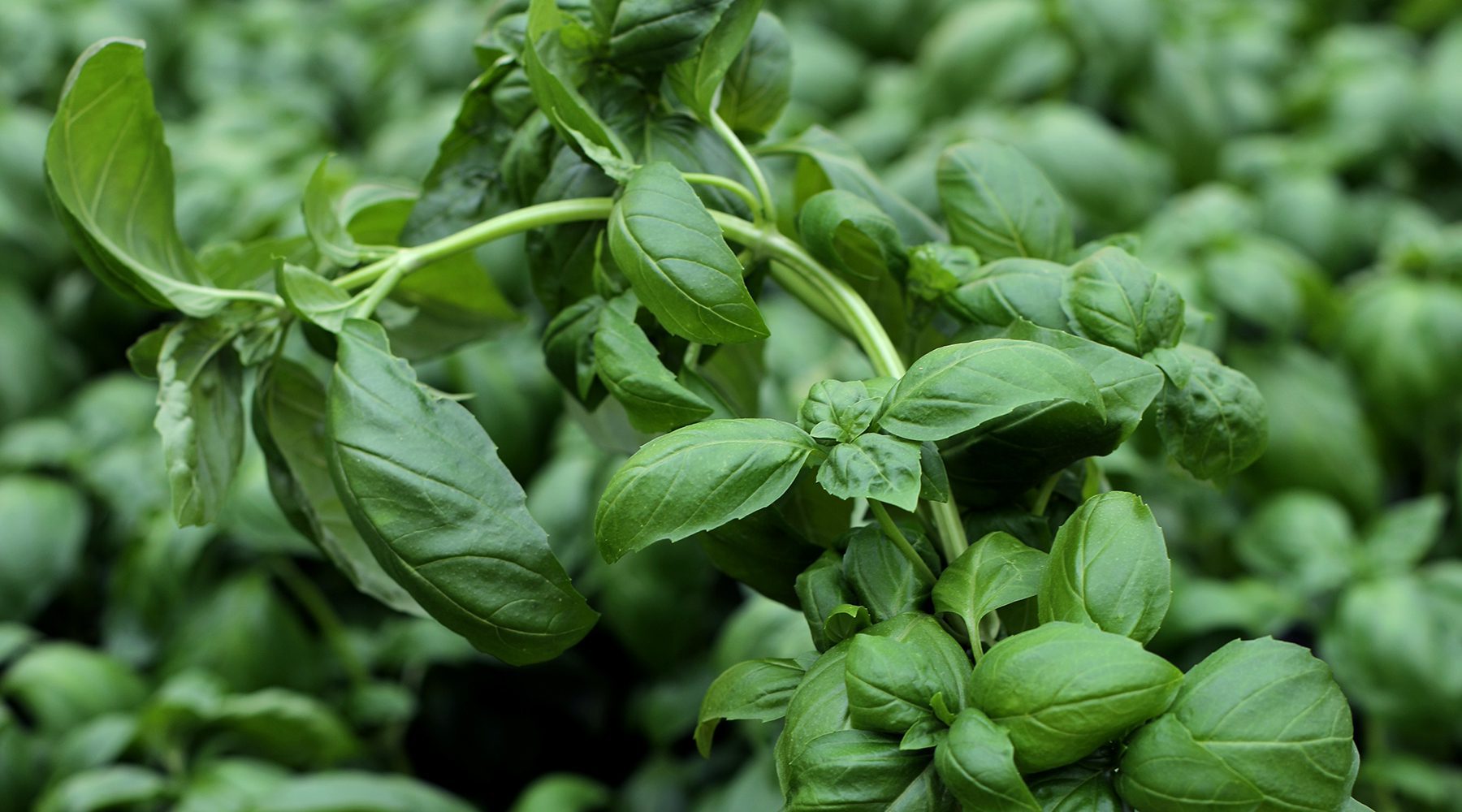 Crispy Fried Basil & Fresh Potato Chips - Gotham Greens