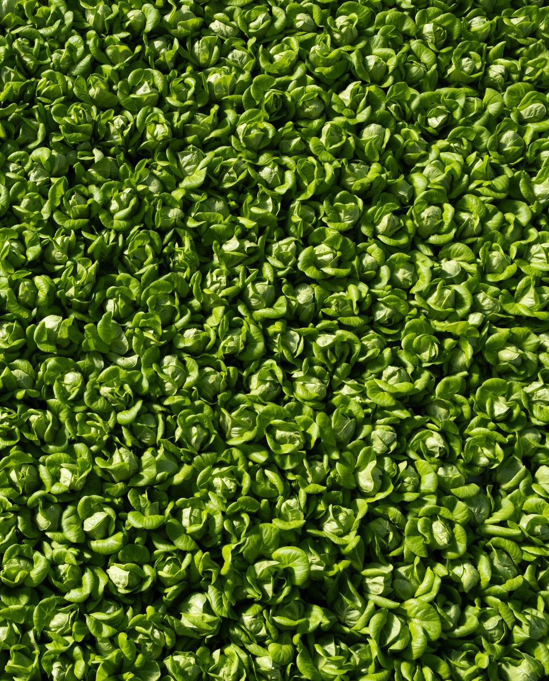 Everything’s Bigger in Texas - Gotham Greens