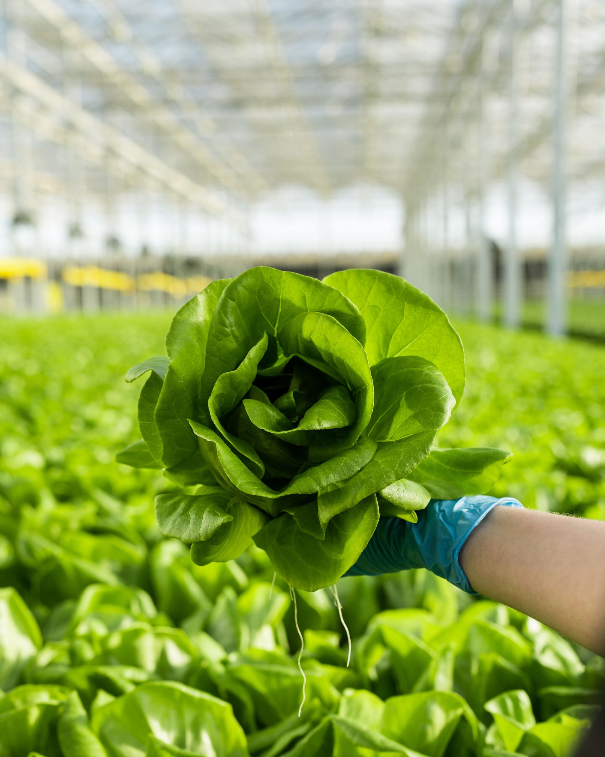 Ways We're Growing Greener - Gotham Greens