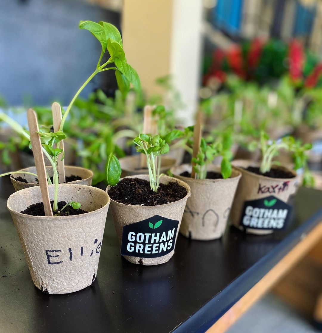 Growing Up Greener for the Future: Meet a local school partner - Gotham ...